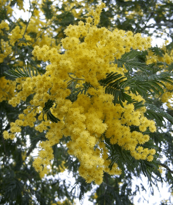 妇女节，意大利语怎么说？_Mimosa_di_alla