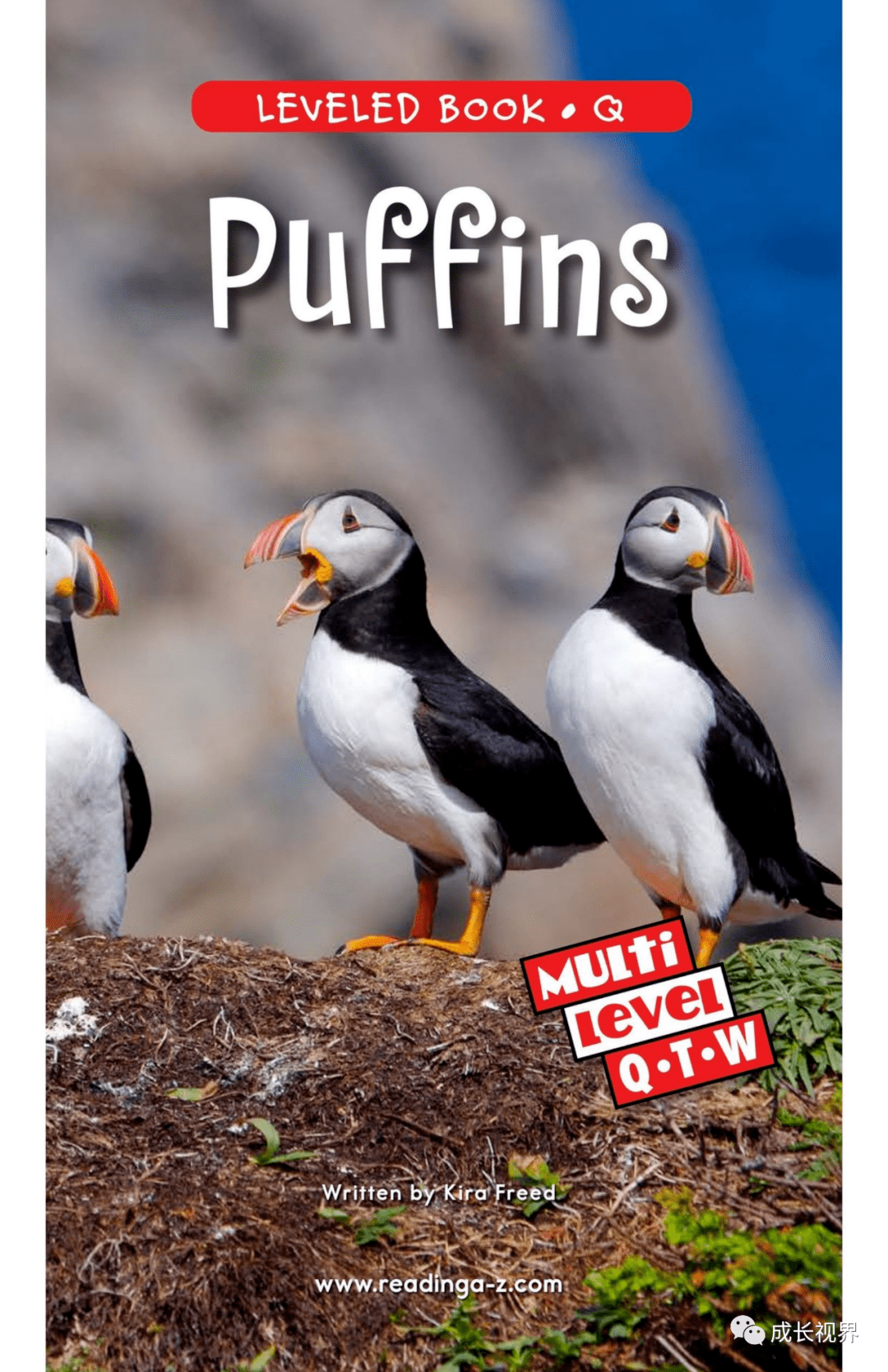 【RAZ-Q-45】Puffins