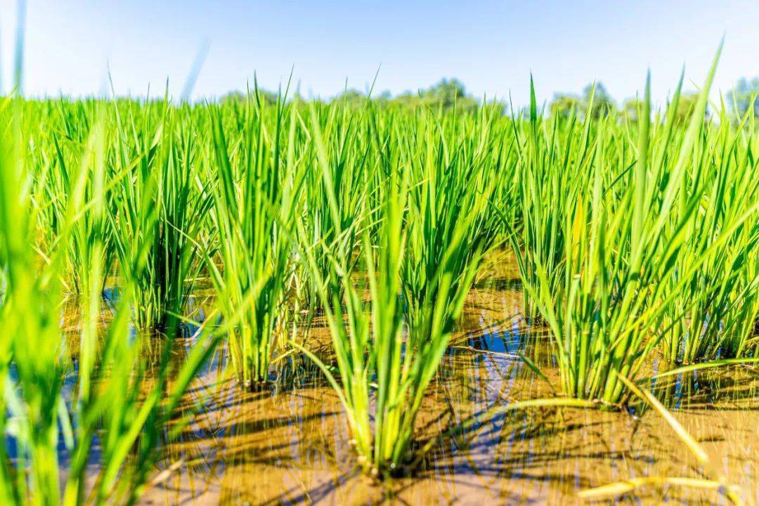 太美了！巨幅稻田画将再现丰台！_佃起村_育种_水稻