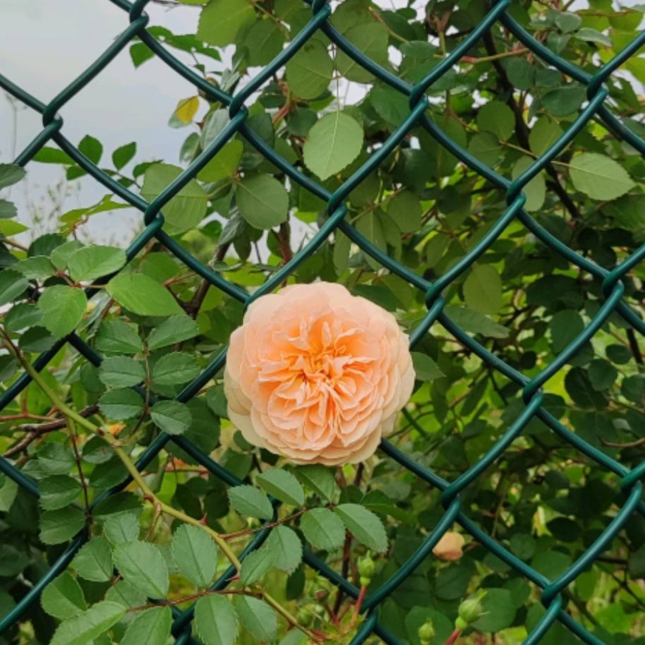 CELTRON 称重传感器\SQB-1T_kg_工业_领域