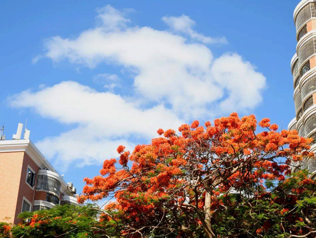 Flame tree flowers in full bloom_Culture_the_key