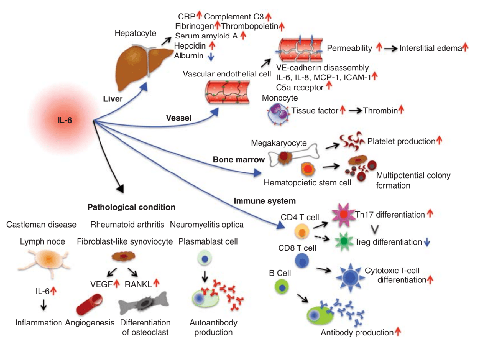聊一聊白细胞介素6（IL-6）_gp_细胞因子_治疗