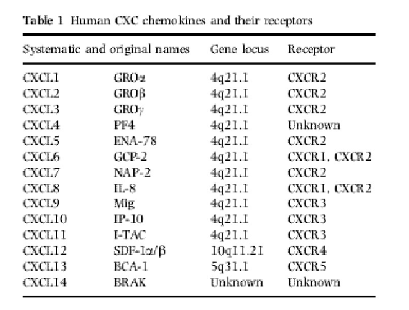 白细胞介素-8_粒细胞_中性_反应