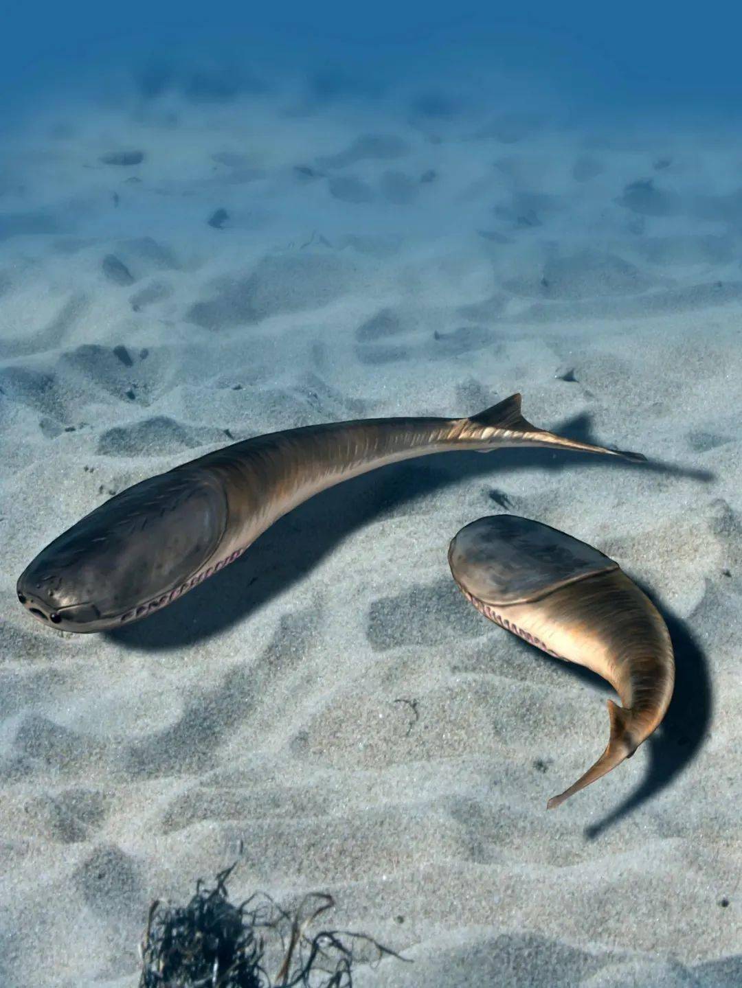 一种灭绝几亿年的“胖头鱼”，把自己活成了推特热门的表情包_萨卡班_时候_生物