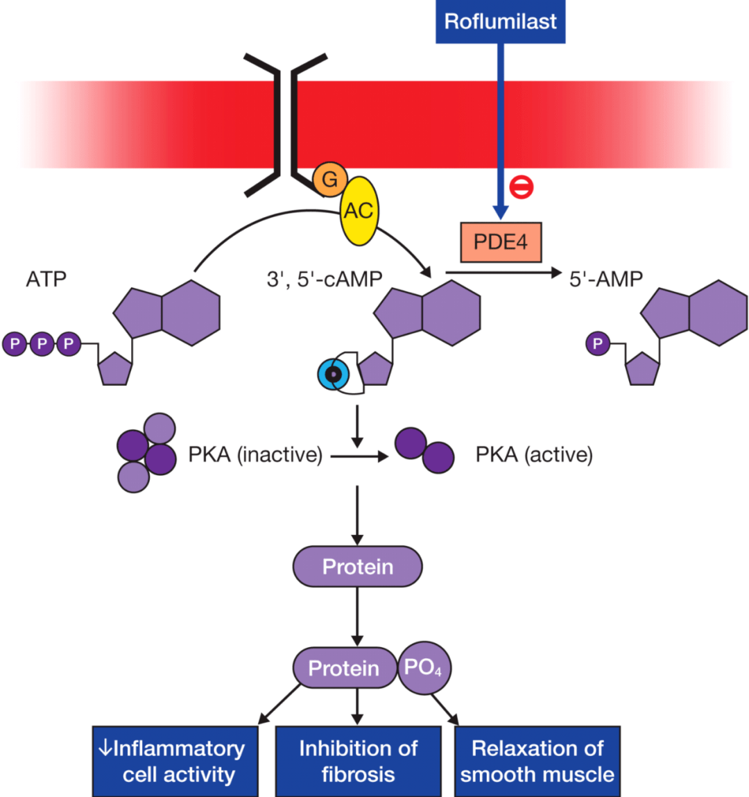 杰克说药丨COPD治疗与潜力广泛的PDE4抑制剂_信号_功能_药物