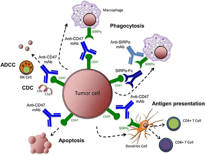 CD47靶点“过山车”，吉利德Magrolimab又一临床被FDA叫停_研究_开发_患者