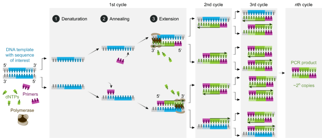 PCR、qPCR、 dPCR、RT - PCR...终于搞明白了_荧光_检测_链式反应