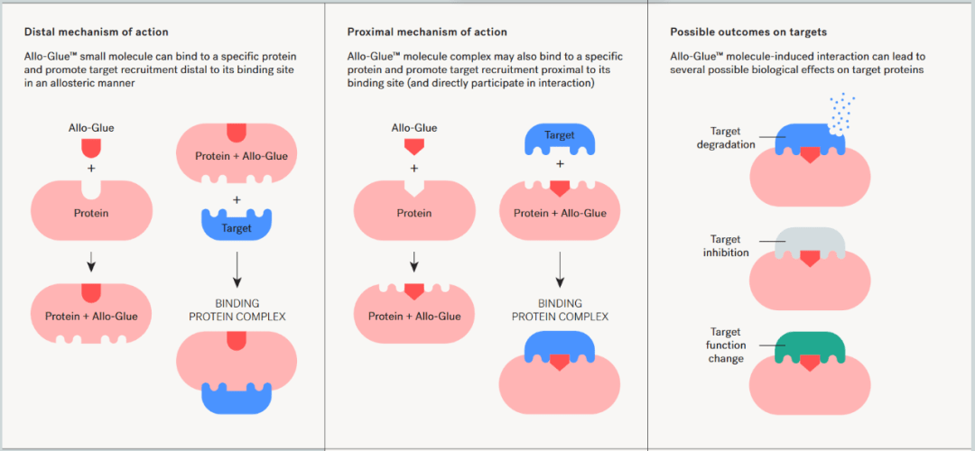 罗氏超20亿美元进军分子胶赛道_抗体_合作_Orionis