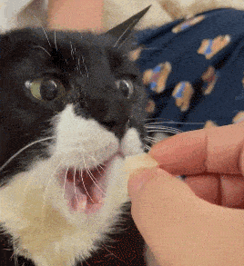 奶牛猫一粒一粒吃饭惹网友爆笑，知道原因后：我真该死！_Poong_主人_小日子